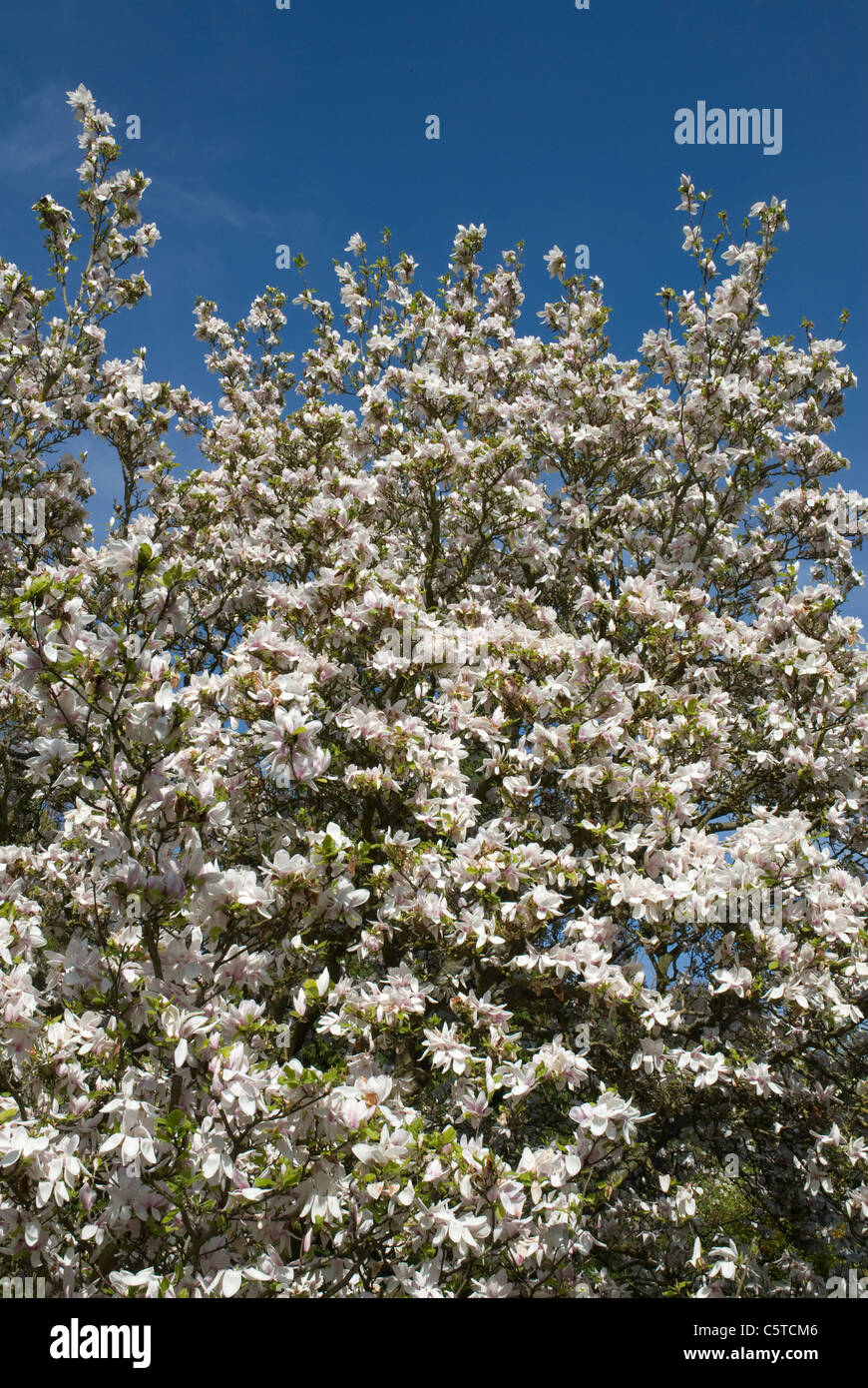 Magnolia tree full bloom hi-res stock photography and images - Alamy