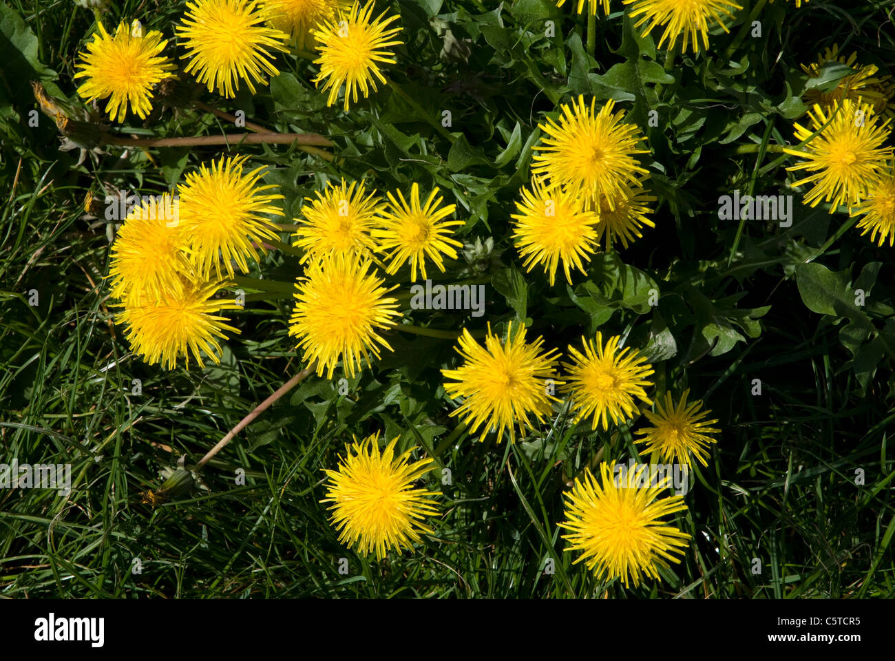 Yellow flowering Dandelions growing on a canal towpath Bath Somerset ...