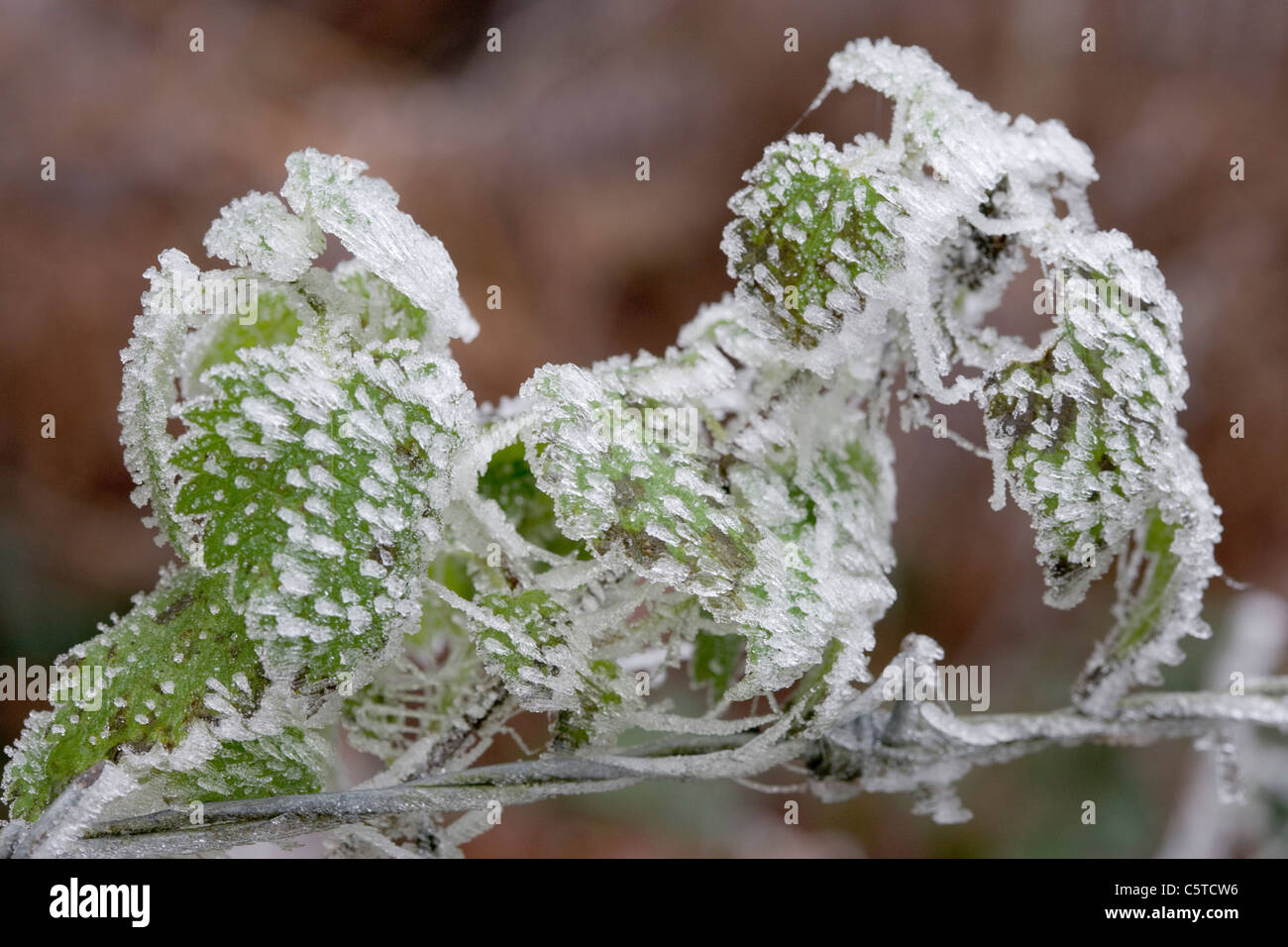 Rime frost, formed by freezing fog, deposited on Bramble Rubus ...