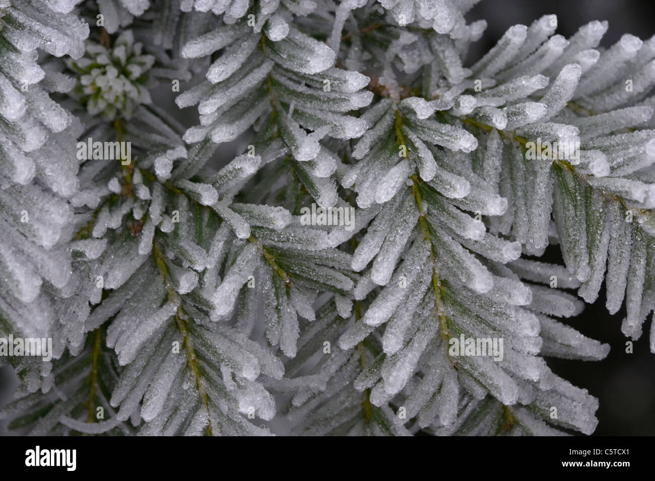 Rime frost, formed by freezing fog, deposited pine tree leaves Stock ...