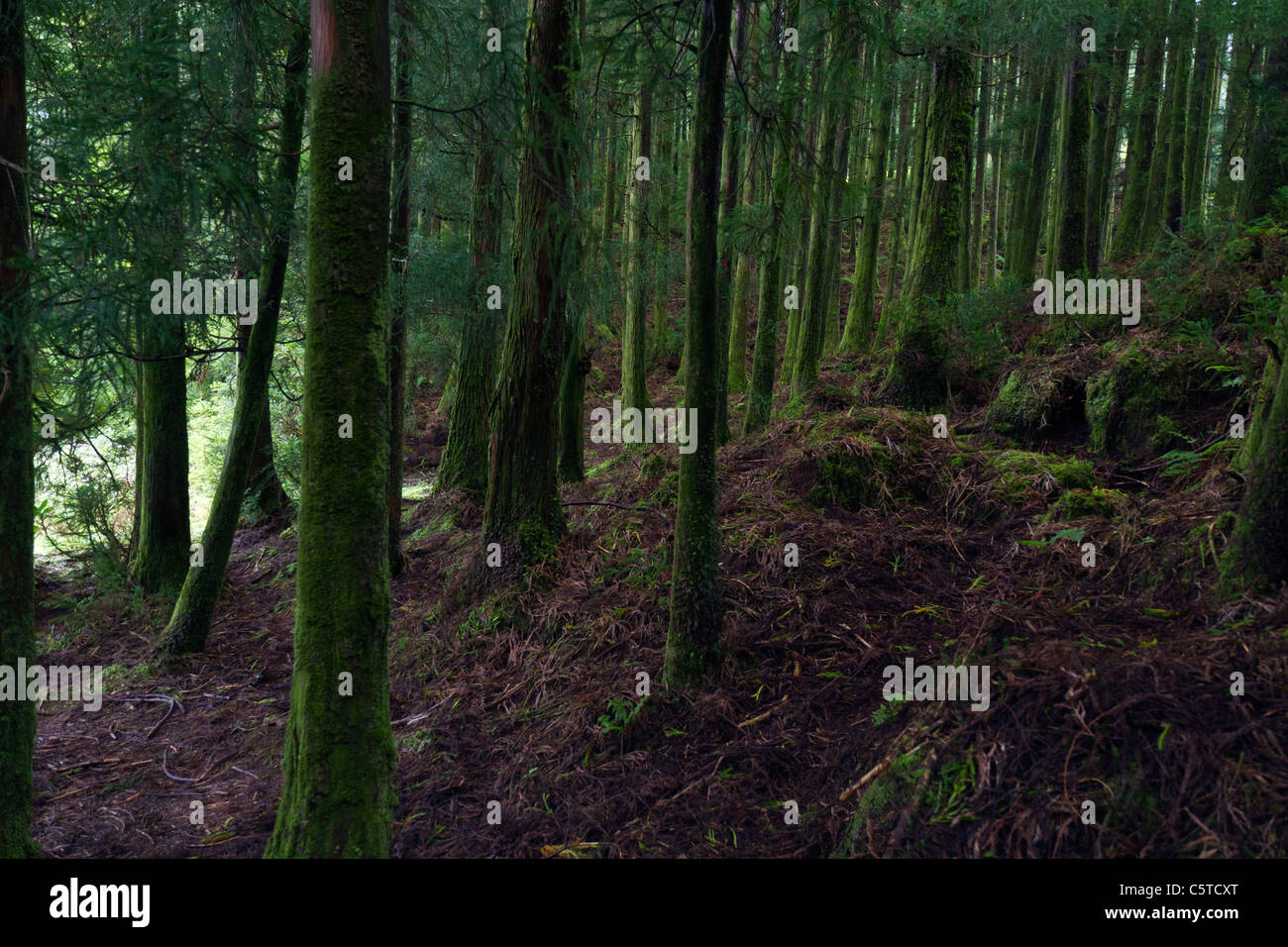 Trees surrounding Lagoa do Canário (Canario lake) in São Miguel island ...