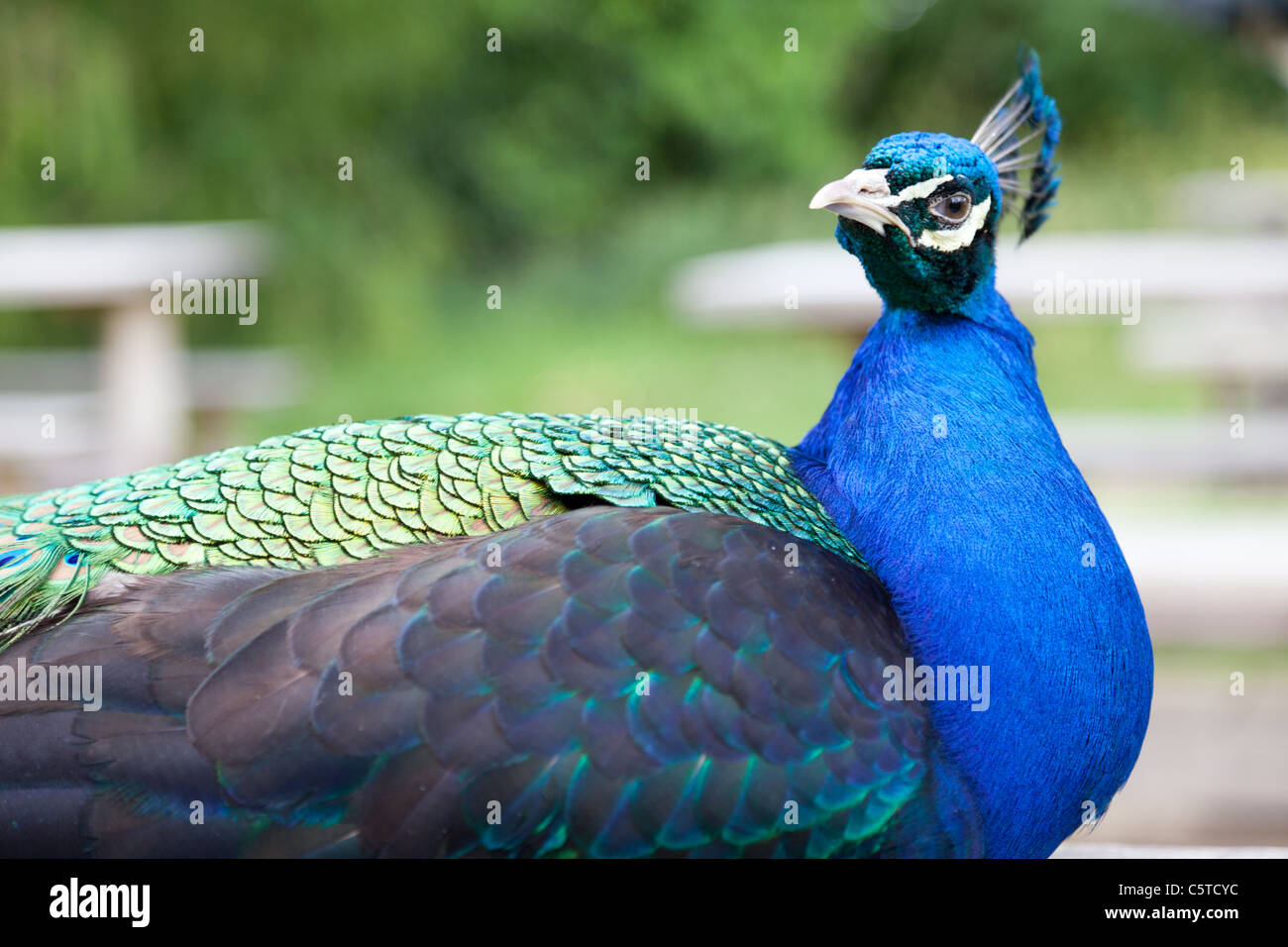 Peacock sitting on a table Stock Photo - Alamy