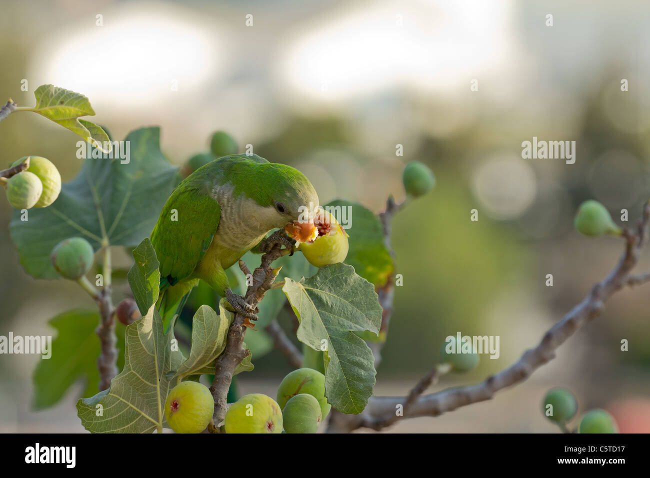 Monk Parakeet eating figs on a branch Stock Photo - Alamy