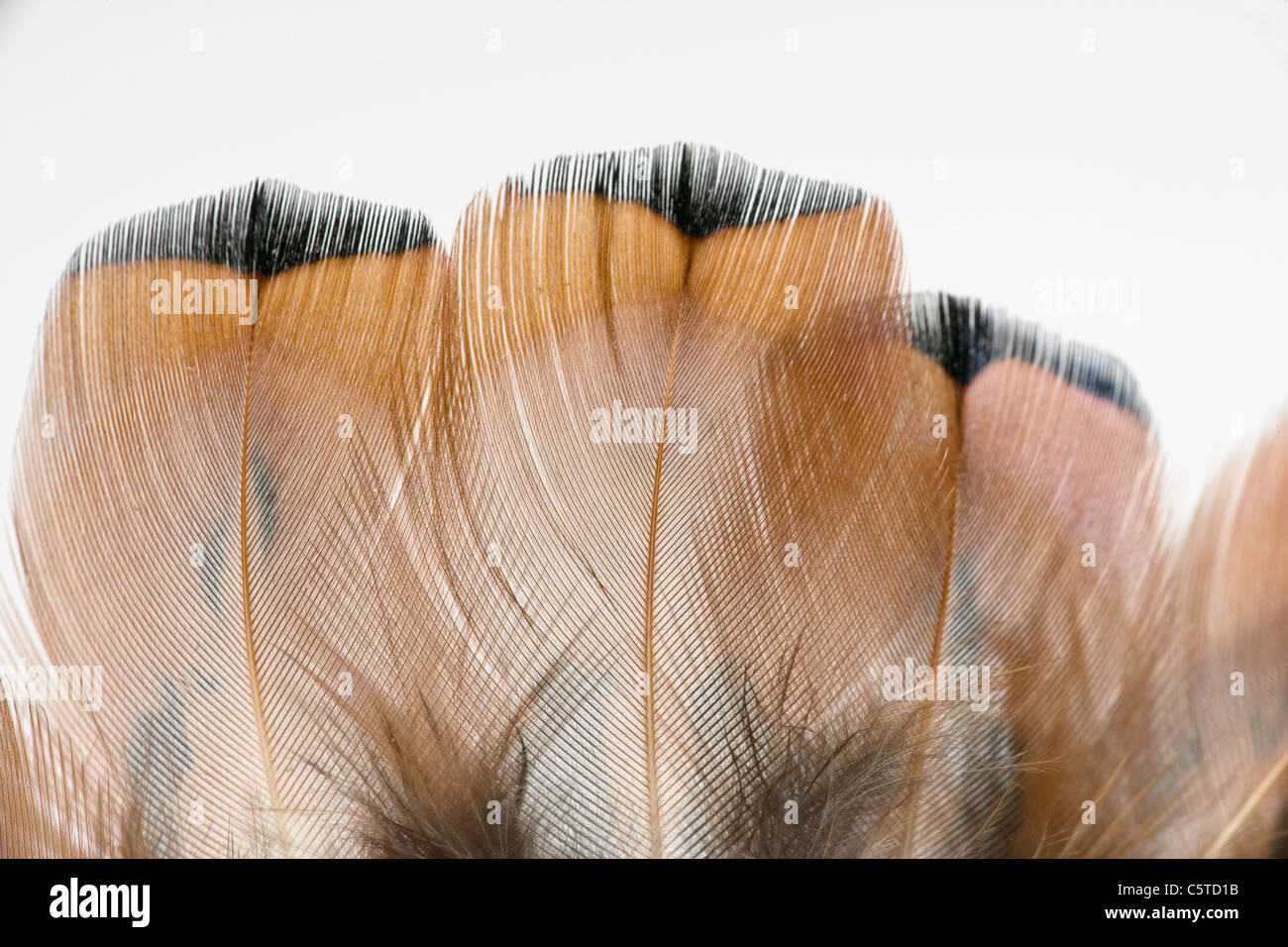 Red-legged Partridge Alectoris rufa feathers Stock Photo - Alamy