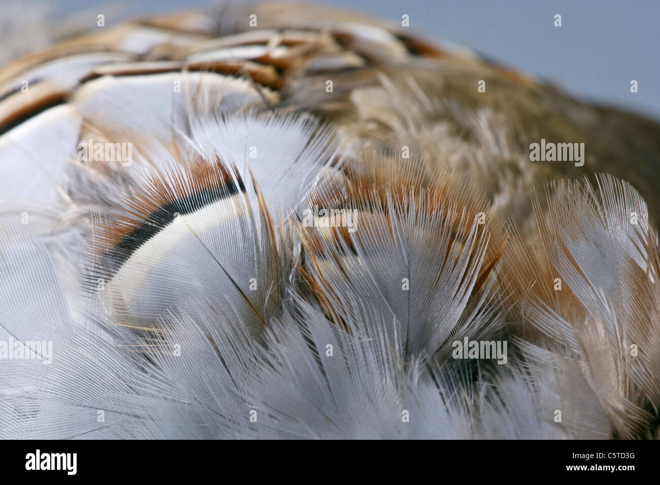 Red legged partridge feathers hi-res stock photography and images - Alamy