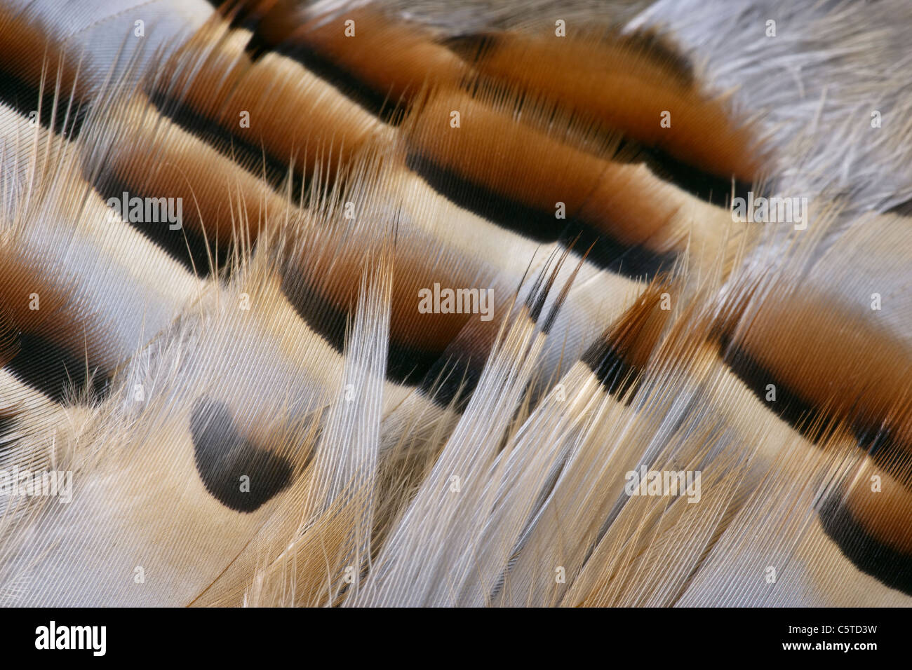 Red-legged Partridge Alectoris rufa feathers Stock Photo - Alamy