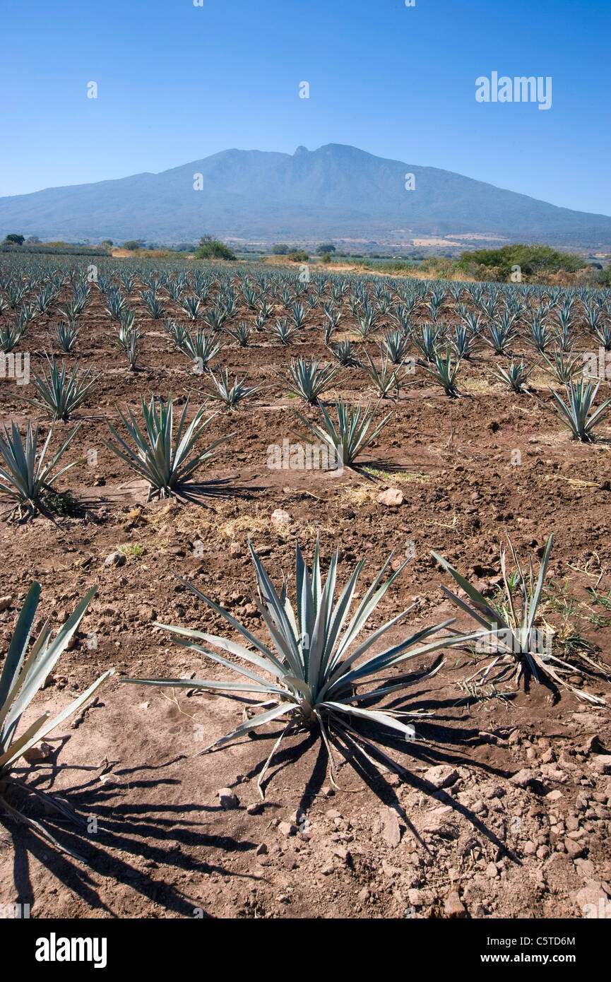 Arid land plants hi-res stock photography and images - Alamy