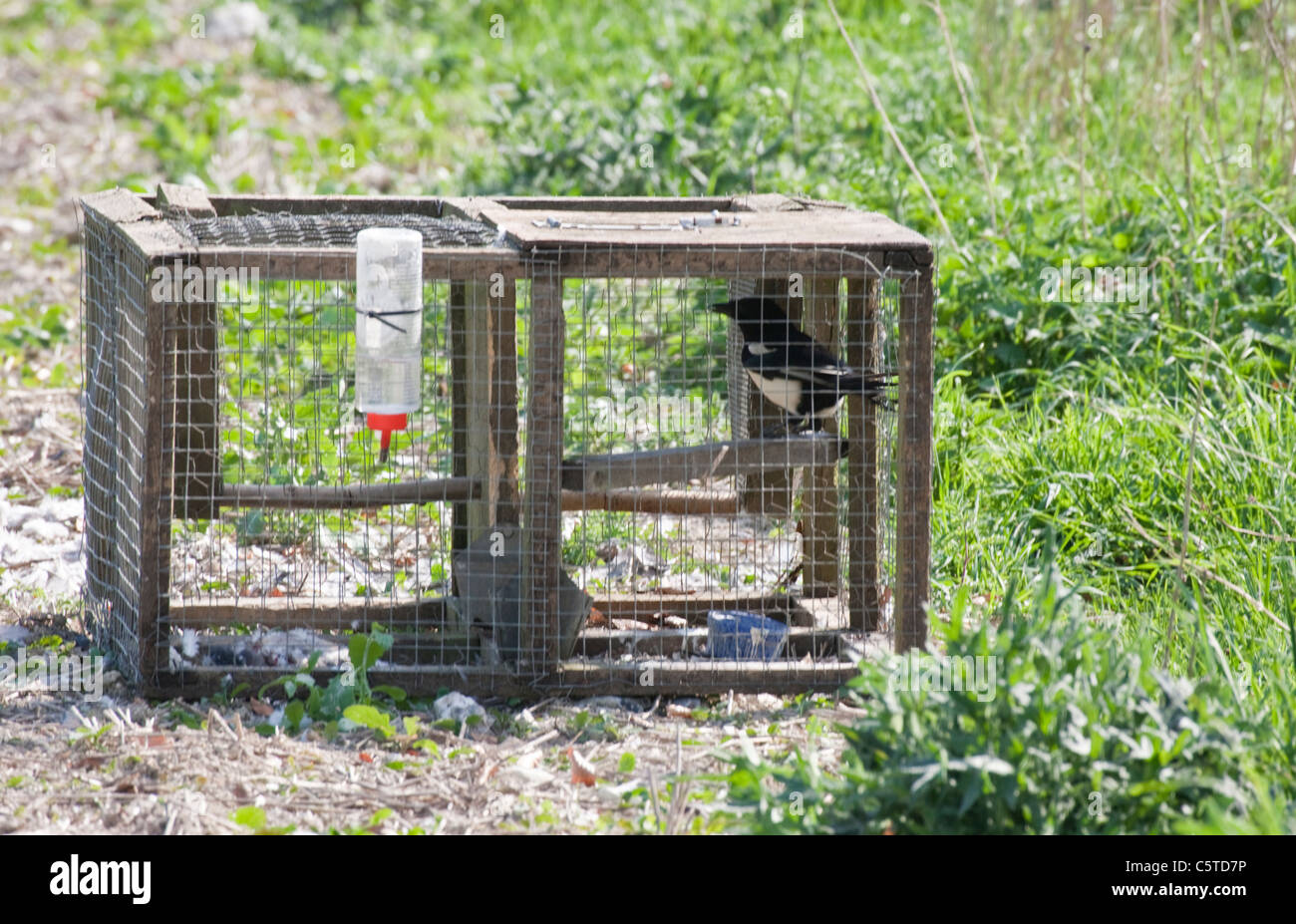 Larsen trap in field with Magpie bait Stock Photo - Alamy