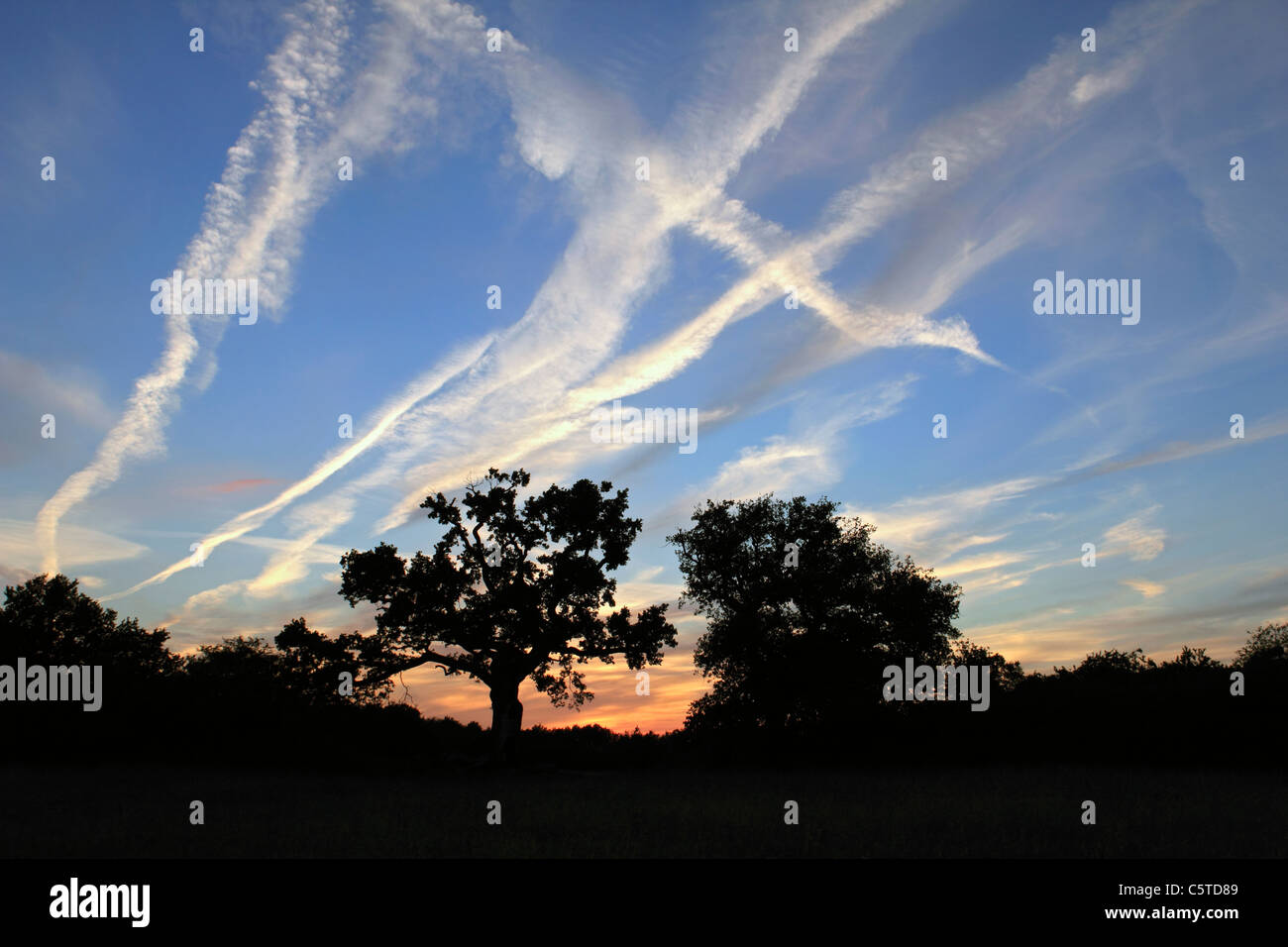 Oak trees and dramatic sky. Tolworth Court Farm Nature Reserve, Surrey ...