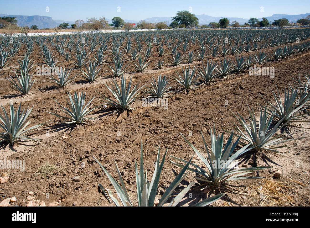 Rows of agave plants Stock Photo - Alamy