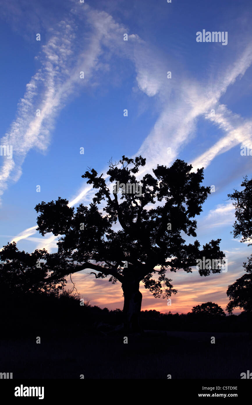 Oak tree and dramatic sky. Tolworth Court Farm Nature Reserve, Surrey ...