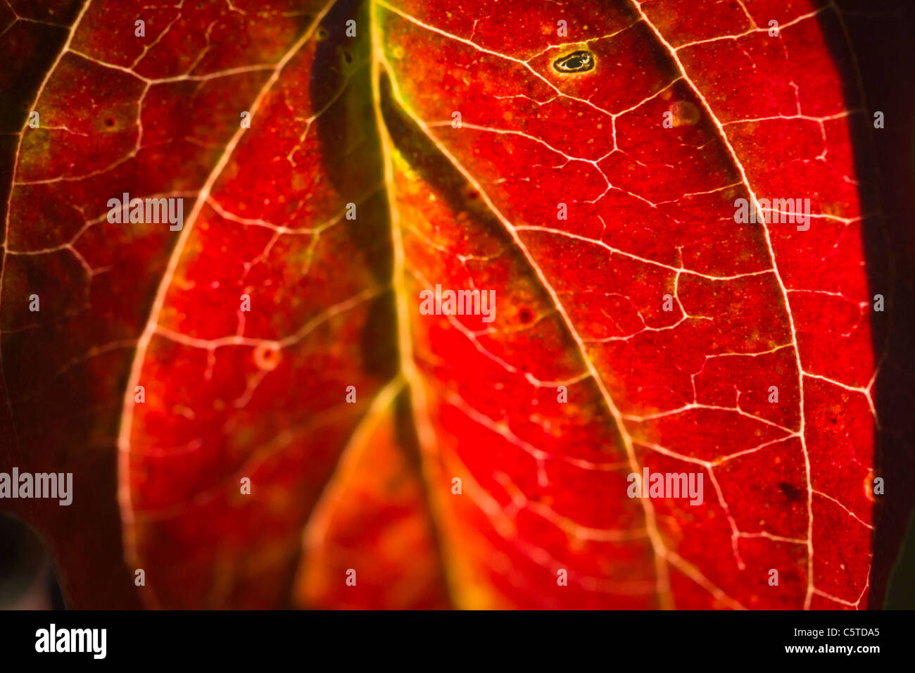 Back of a leaf showing autumn colour Stock Photo - Alamy