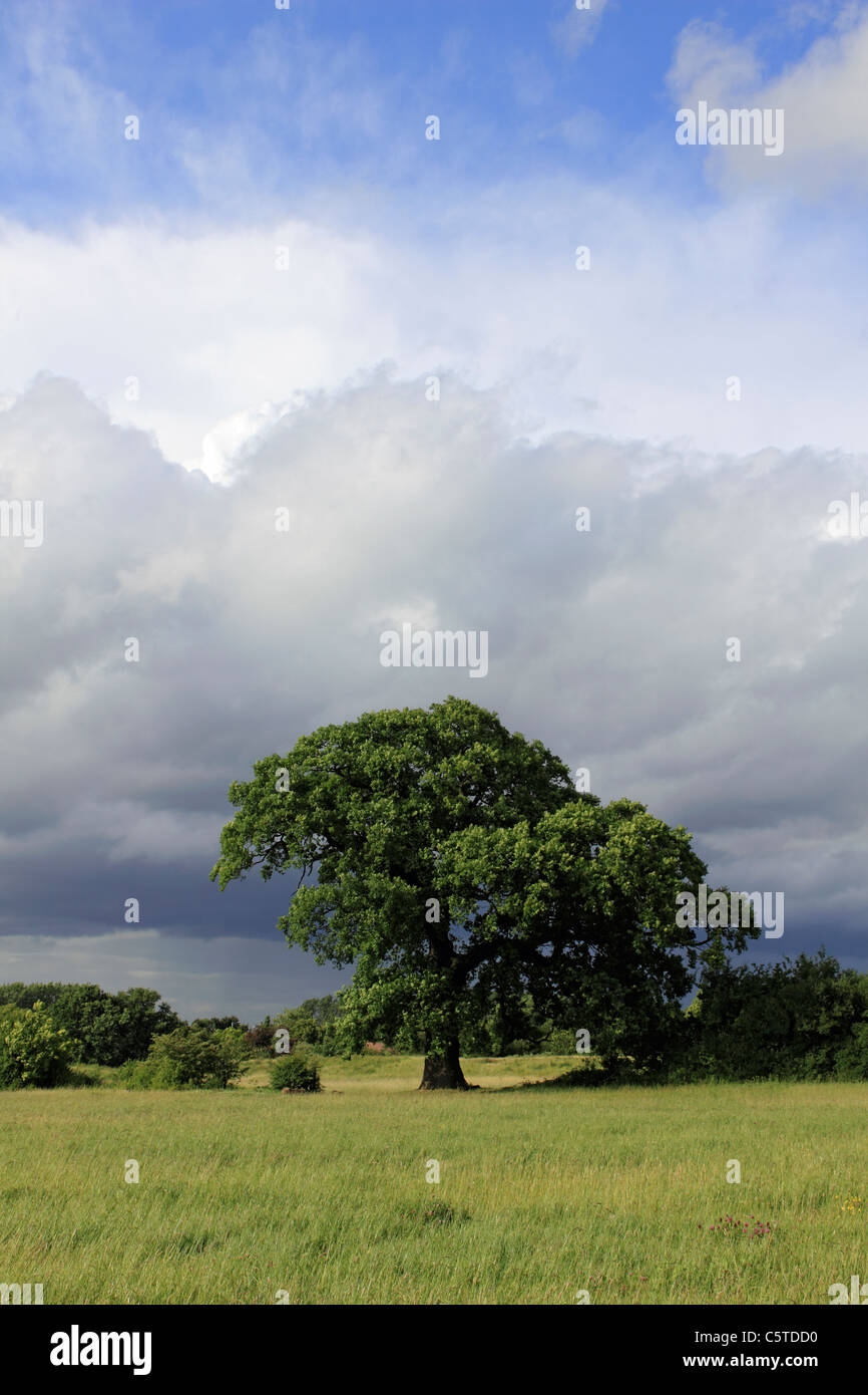 Oak tree and dramatic sky. Tolworth Court Farm Nature Reserve, Surrey ...