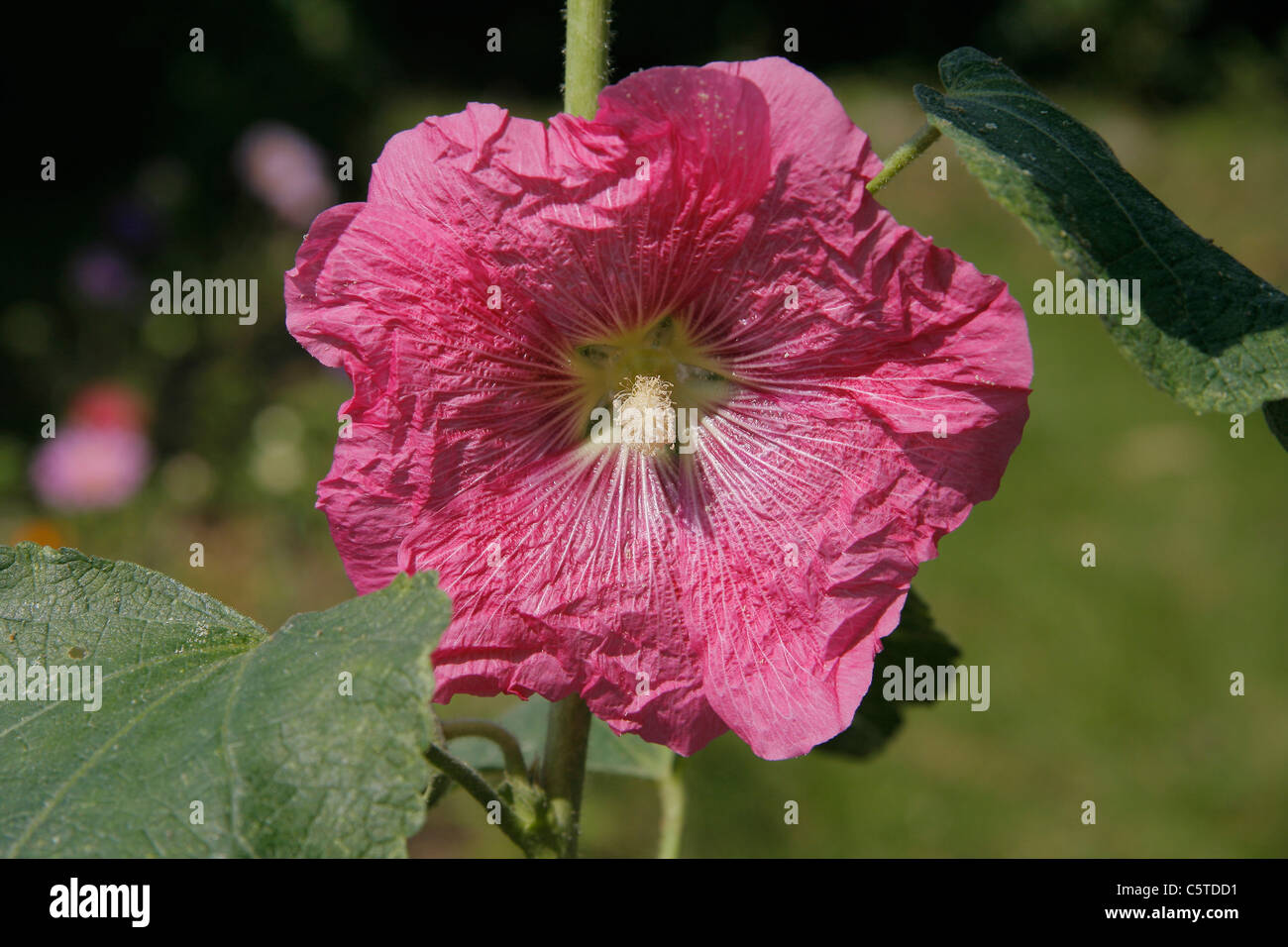 Holly hock, hollyhock in bloom in the garden (Alcea rosea Stock Photo - Alamy