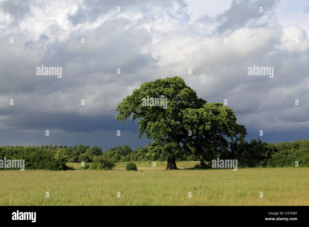 Tree and dramatic sky hi-res stock photography and images - Alamy