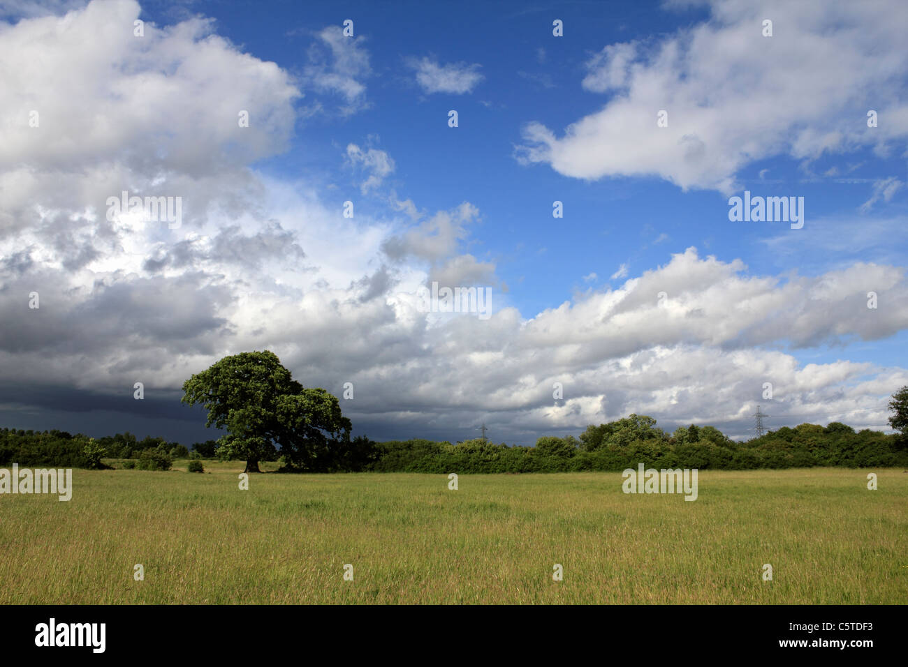 Oak tree and dramatic sky. Tolworth Court Farm Nature Reserve, Surrey ...
