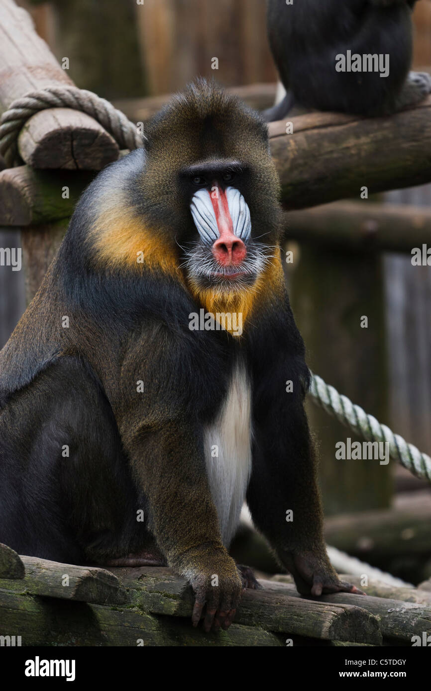 Outdoor image of a Mandrill (Mandrillus sphinx Stock Photo - Alamy