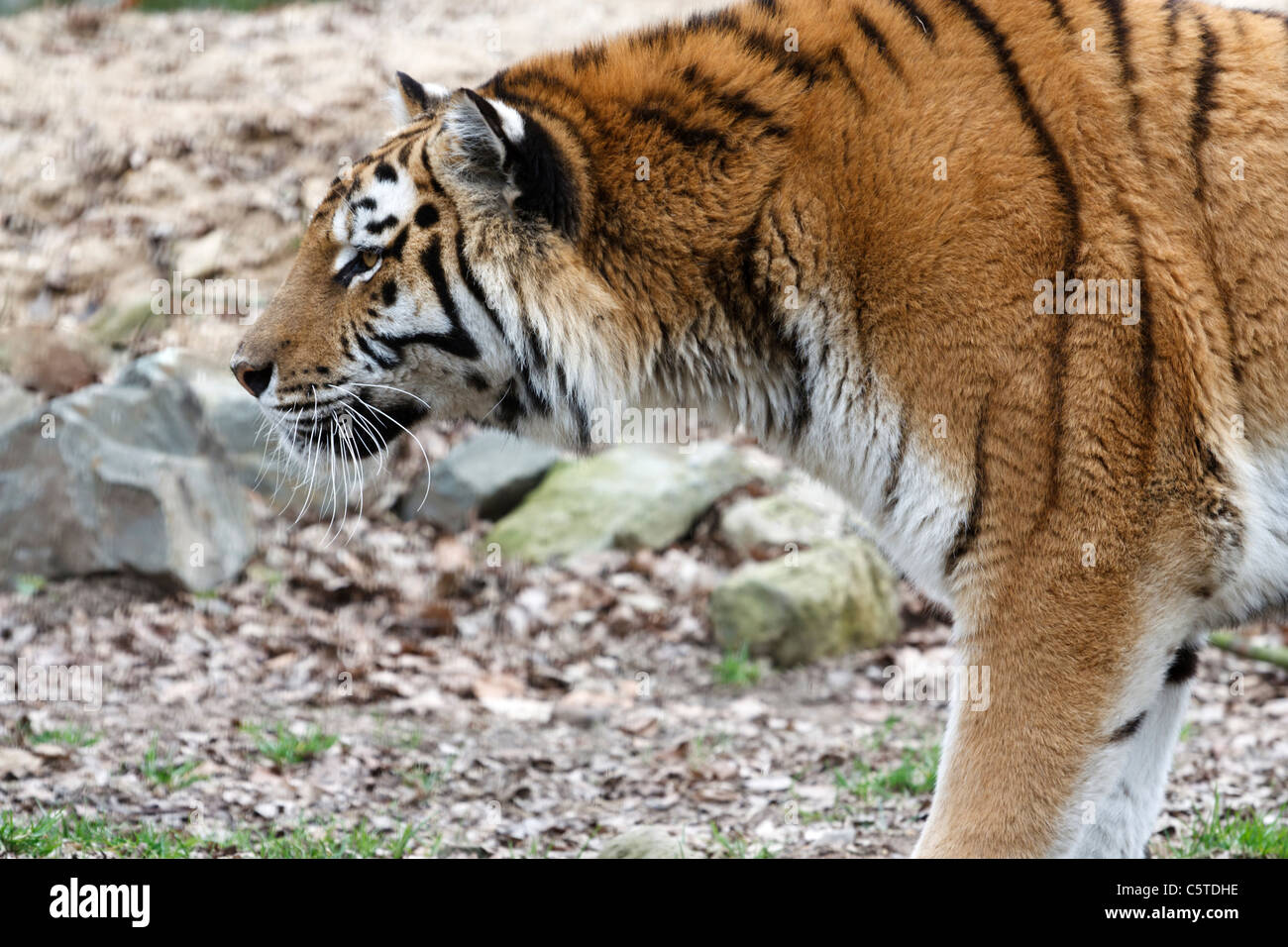 Tiger portrait horizontal hi-res stock photography and images - Alamy