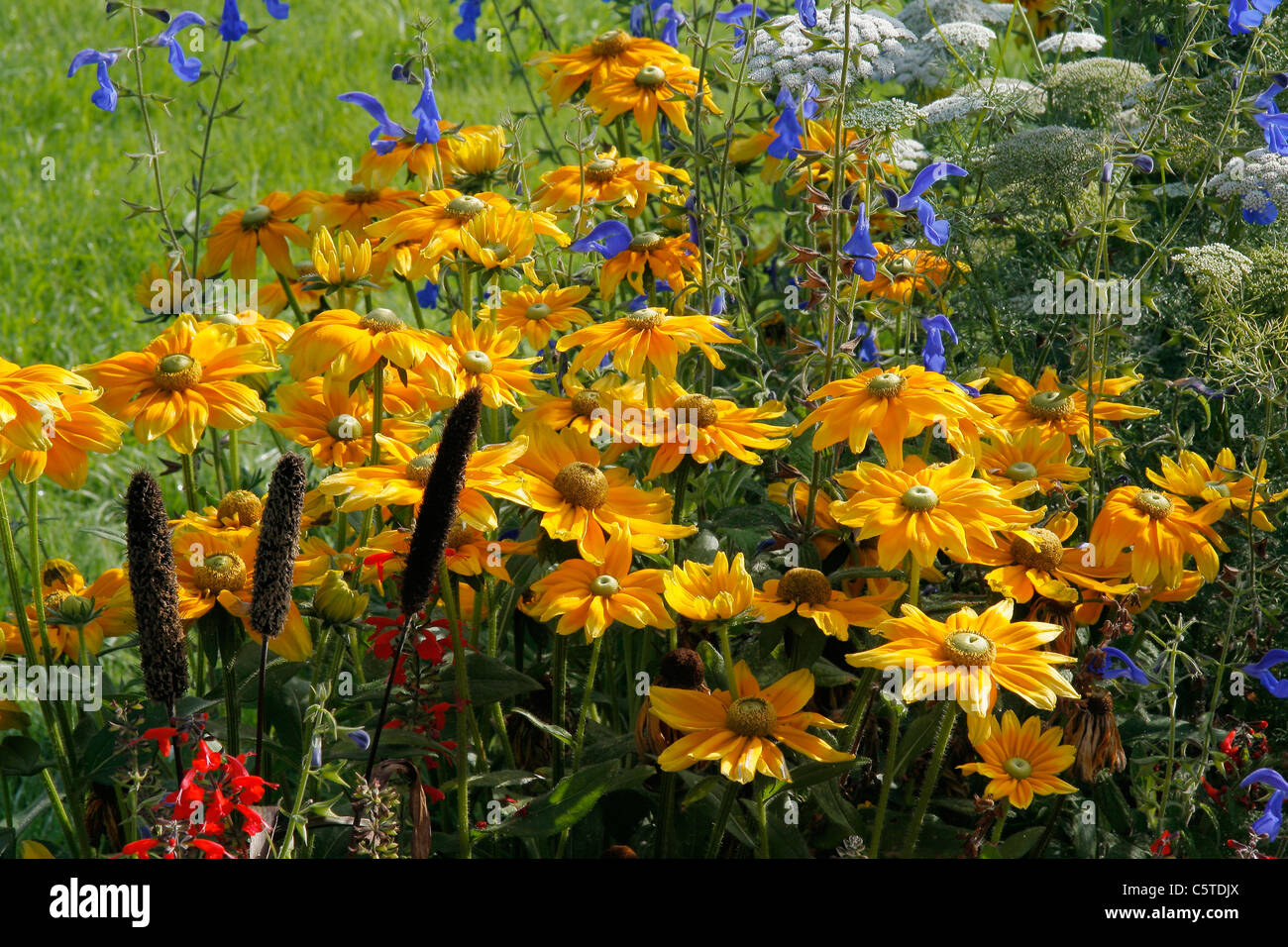 Ornamental millet hi-res stock photography and images - Alamy