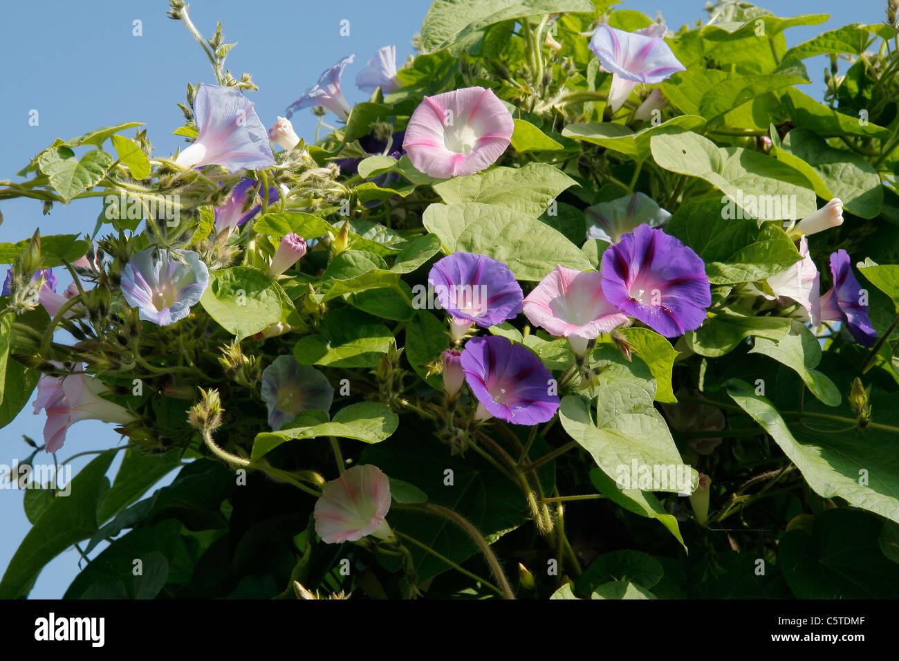 Morning glory (Ipomoea purpurea) in bloom). Annual plant Stock Photo ...