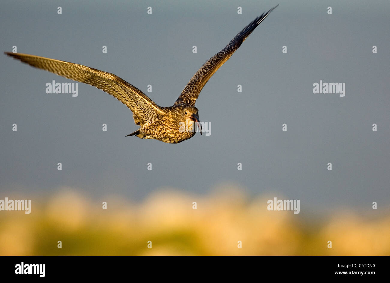 Curlew flying hi-res stock photography and images - Alamy