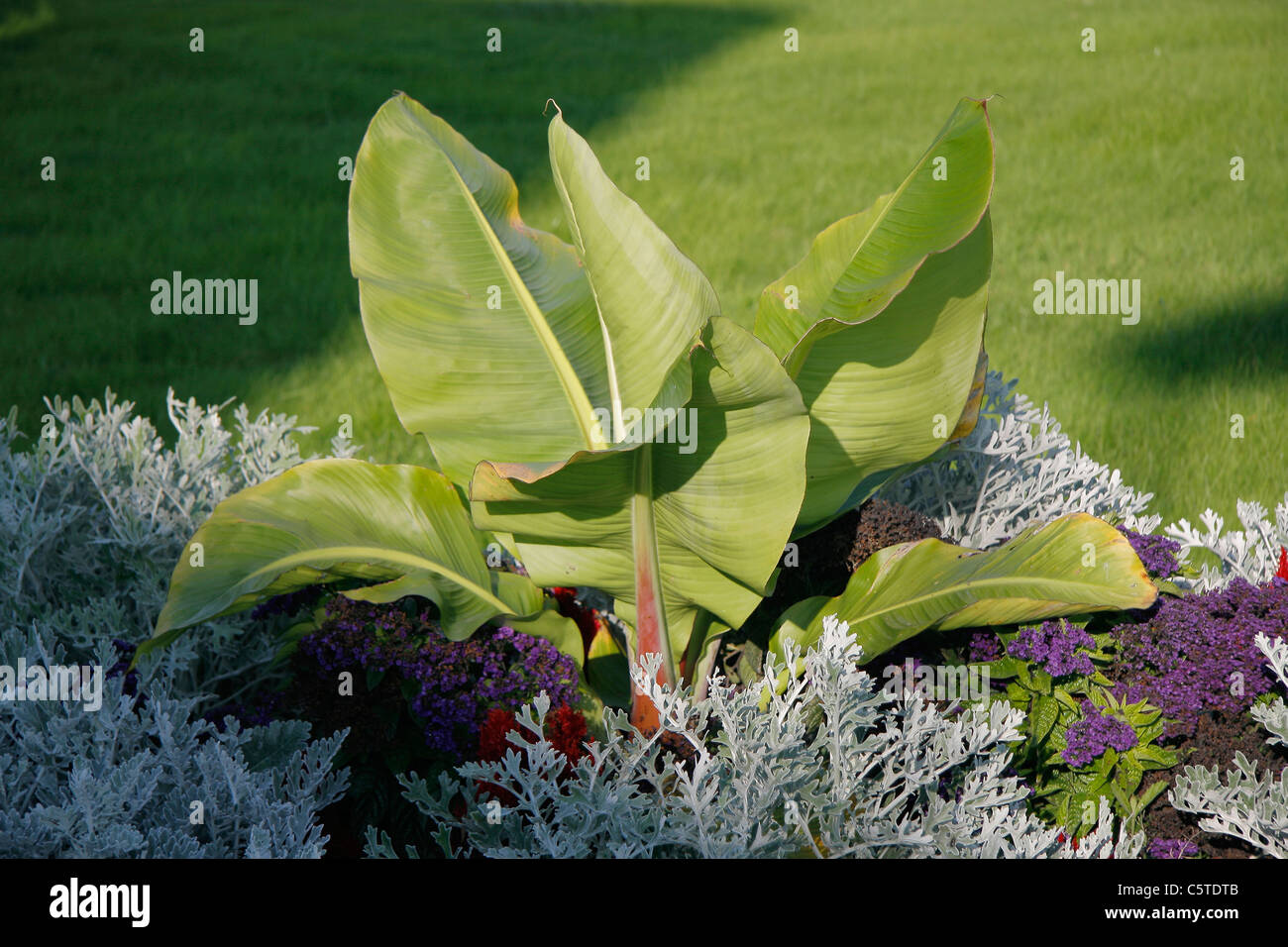 Abyssinia banana (Musa ensete ventricosum) and silver ragwort in a ...