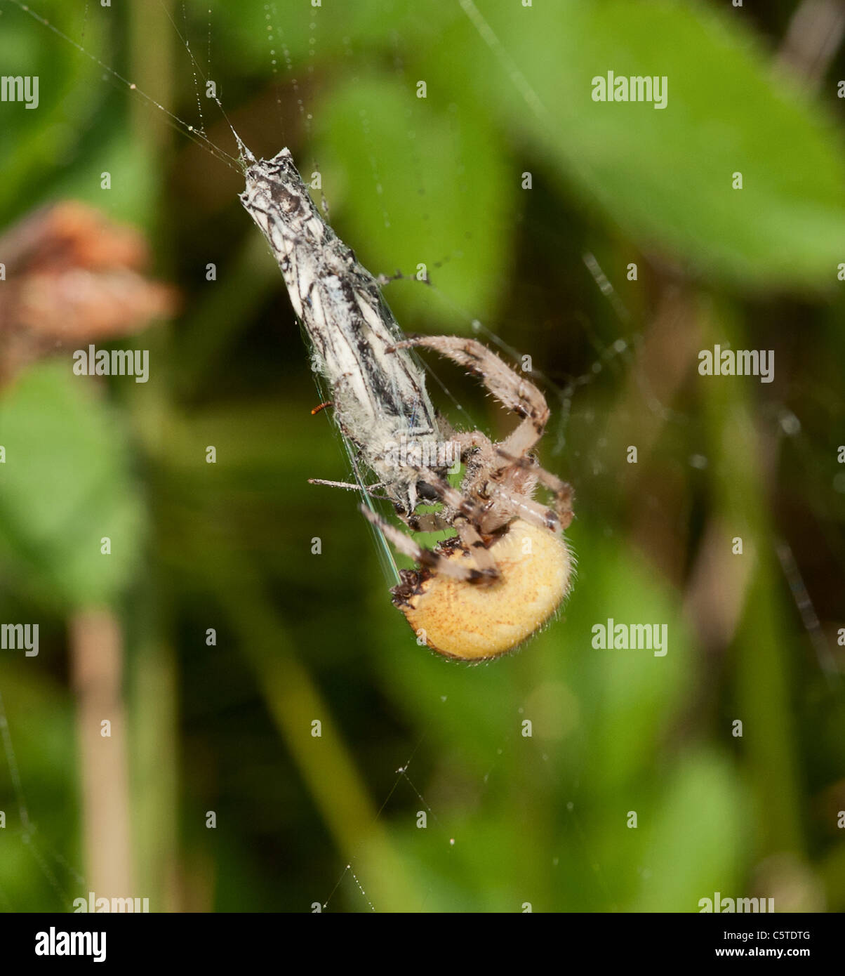 orb web spider spinning web around prey Stock Photo - Alamy