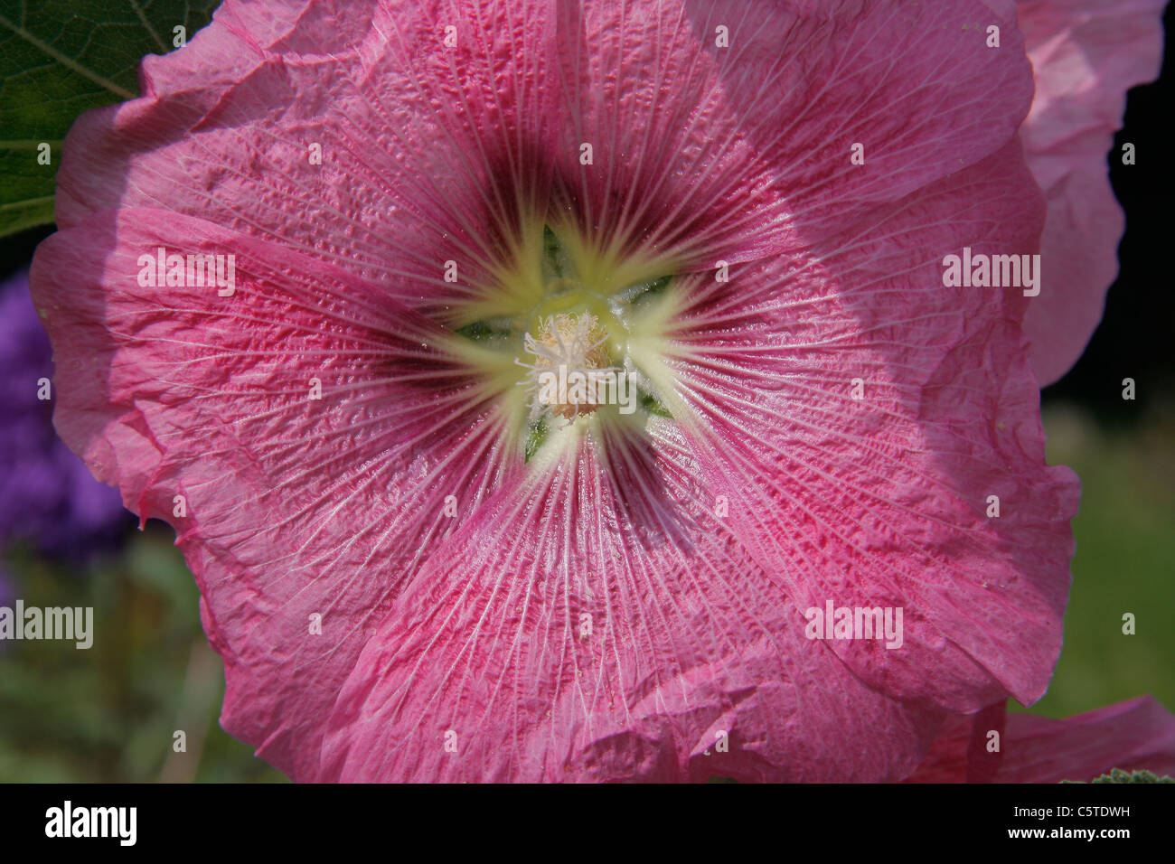 Hollyhock flower in a garden in summer (Alcea rosea Stock Photo - Alamy