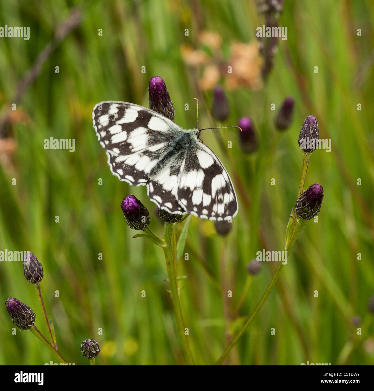 marbled white butterfly on knapweed Stock Photo - Alamy