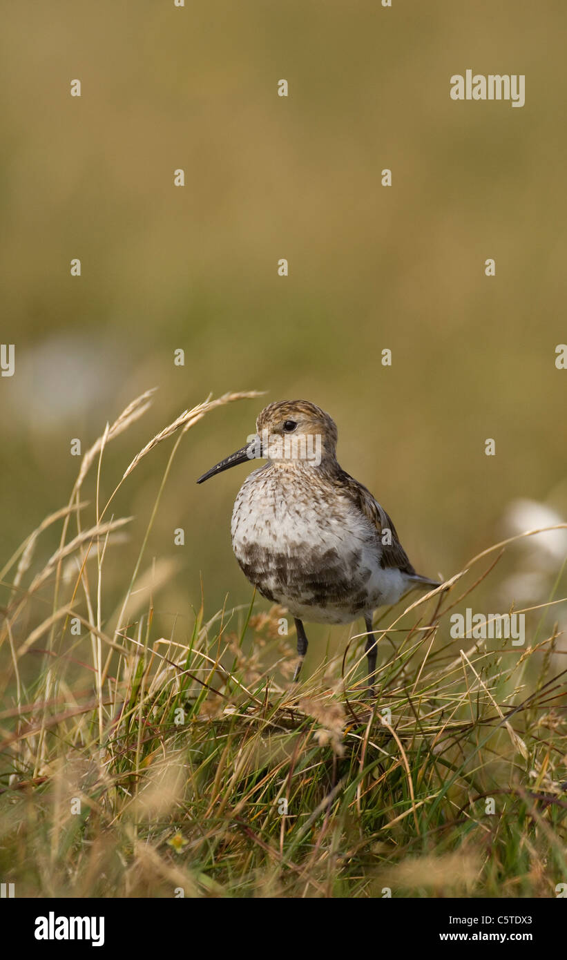 Dunlin bird uk moorland hi-res stock photography and images - Alamy