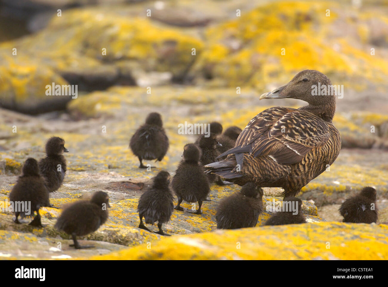 Eider duck farne islands hi-res stock photography and images - Alamy