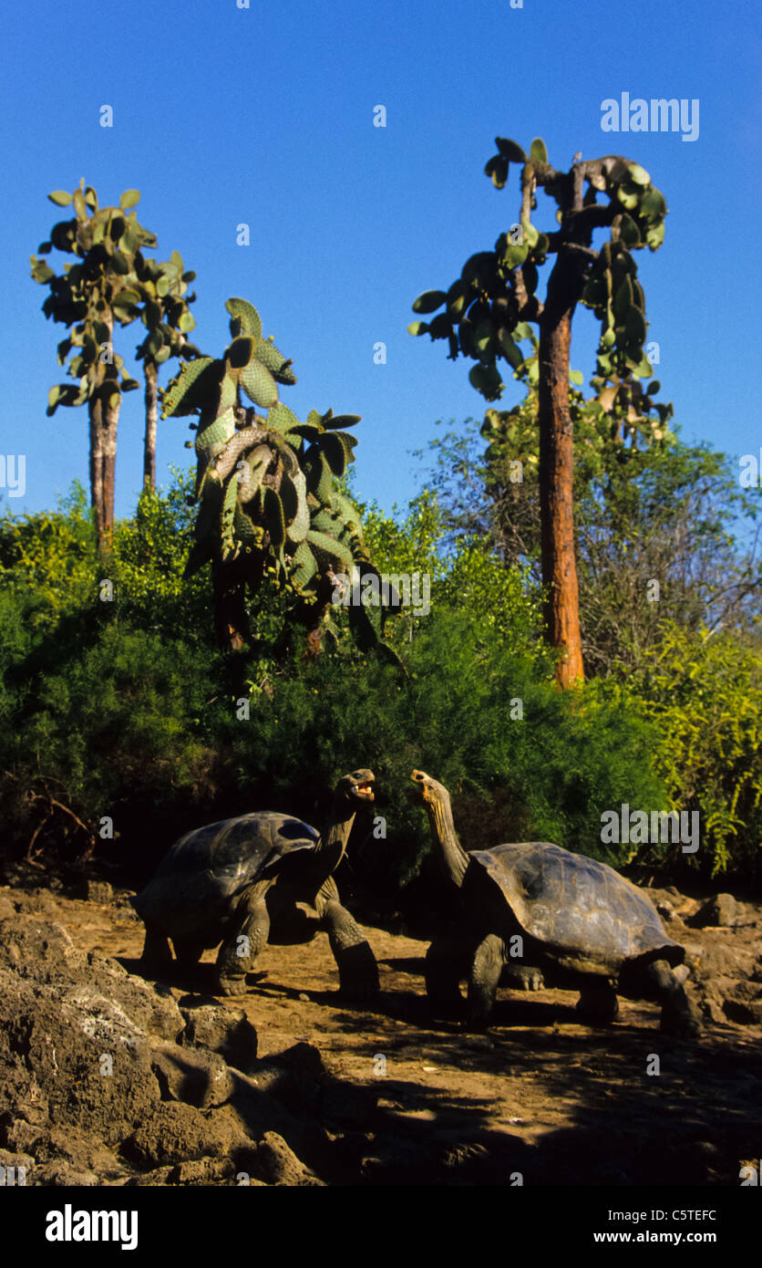 Two giant tortoises fighting below big fig cactus´es on Galapagos Stock ...