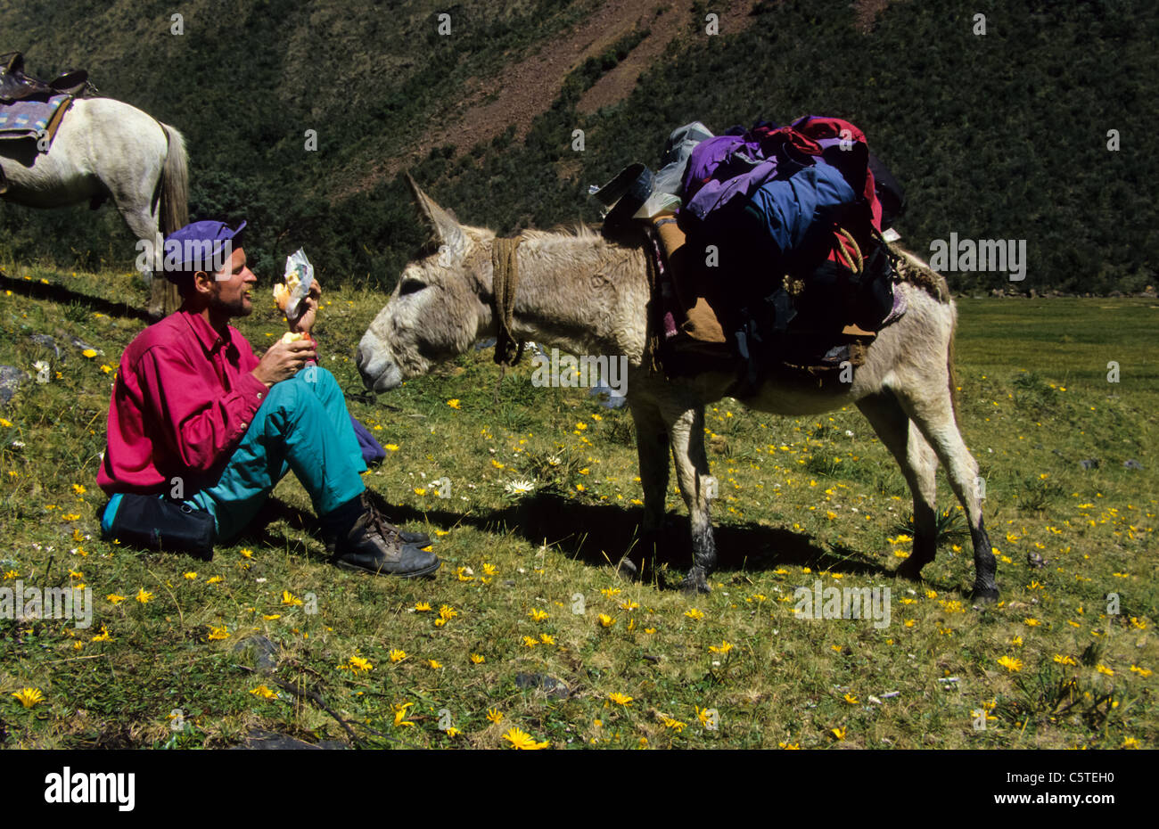 Western traveler eating with his donkey on a trek in the Andes Stock ...
