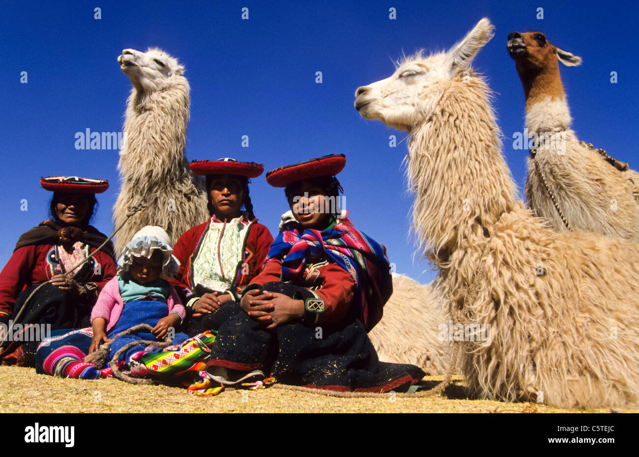 Inka women with lamas and a baby under blue sky in Peru Stock Photo - Alamy