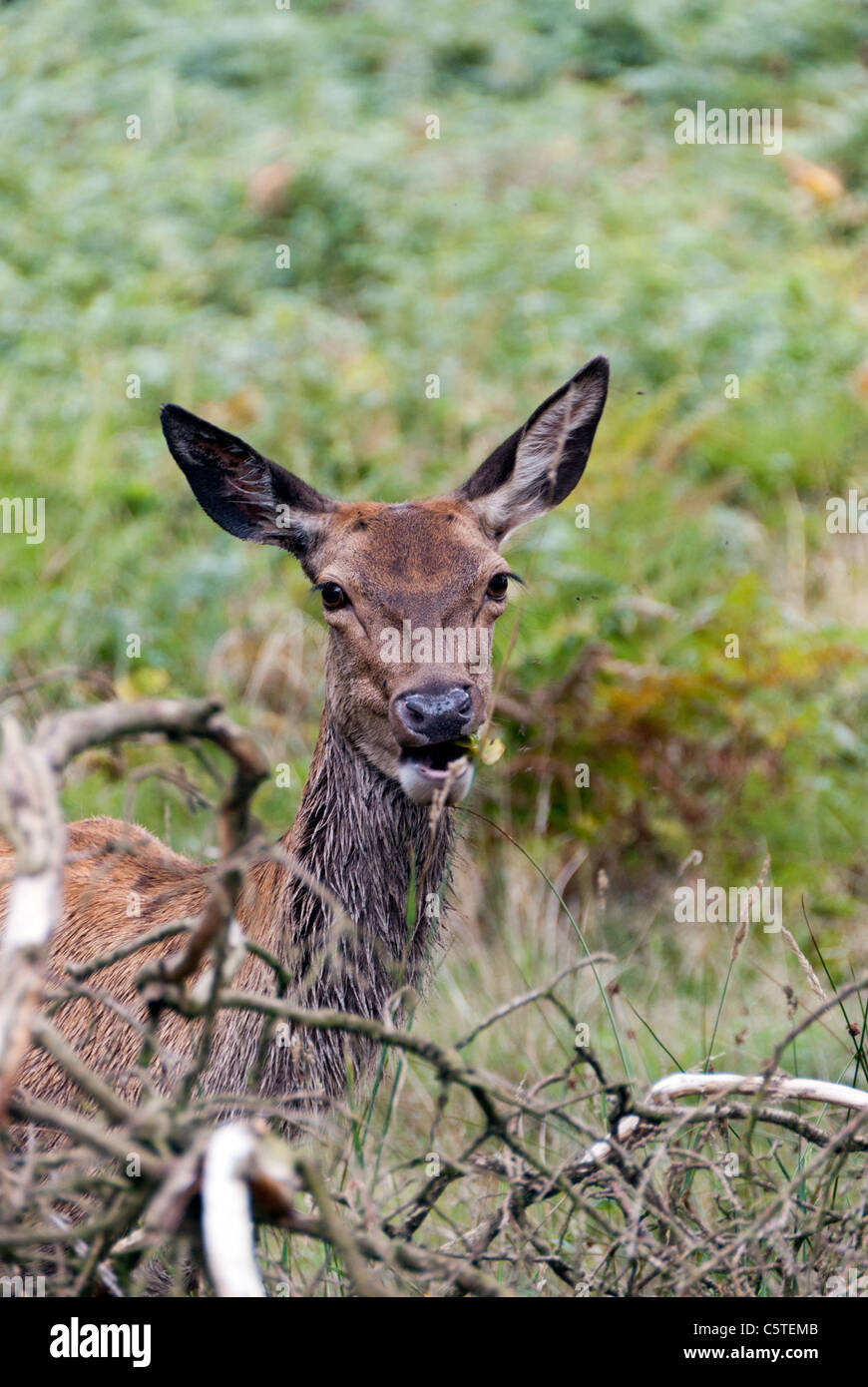red female deer in Richmond Park, London Stock Photo - Alamy