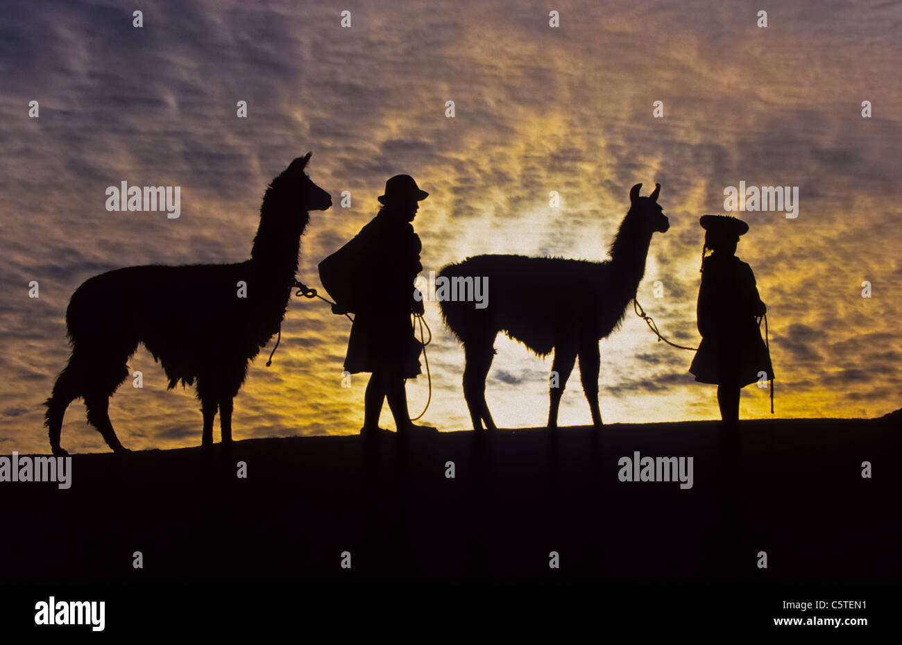 young inka woman with lamas in the sunrise Stock Photo - Alamy