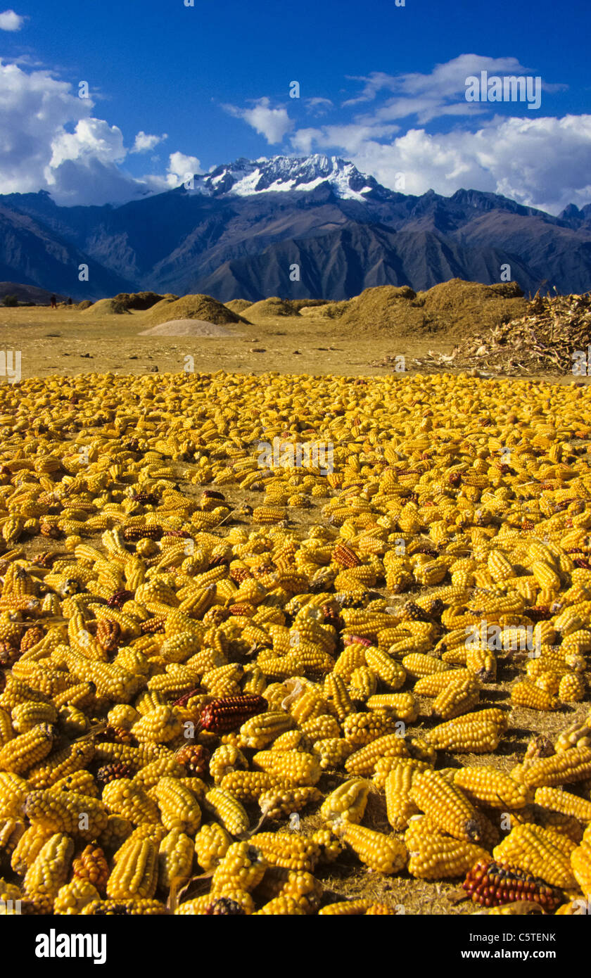 Corn drying peru hi-res stock photography and images - Alamy