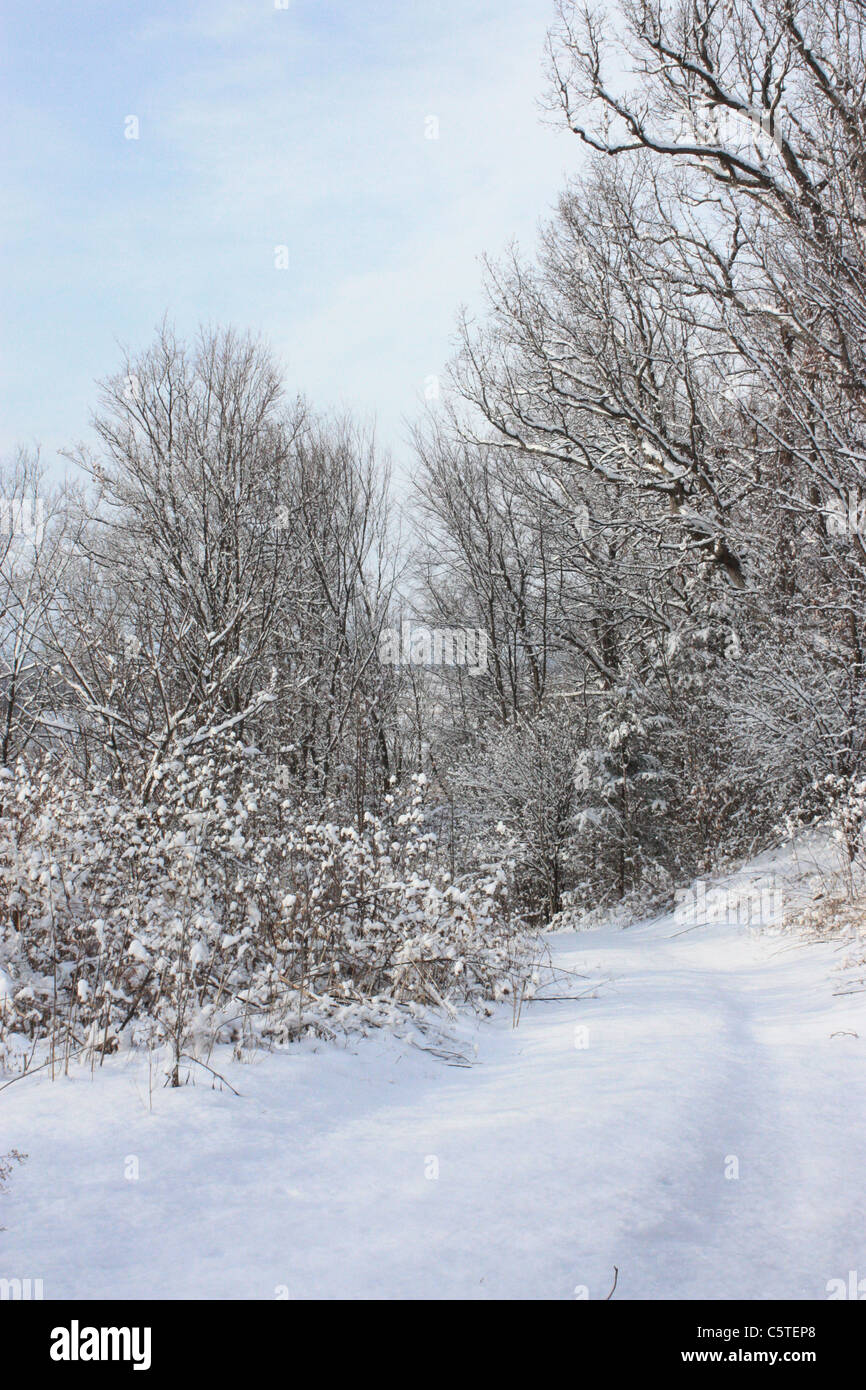Snowy path through the woods Stock Photo - Alamy