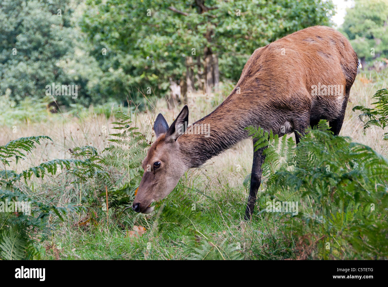 red female deer in Richmond Park, London Stock Photo - Alamy