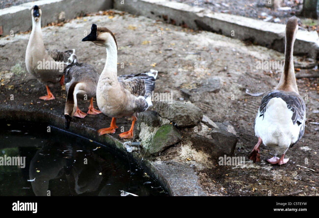 The duck company hi-res stock photography and images - Alamy