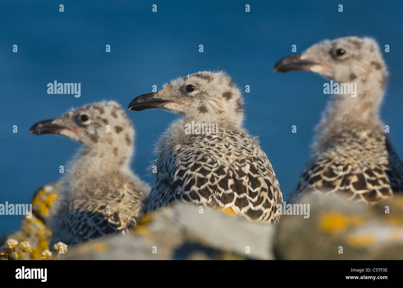 Great black-backed gull Larus marinus Three chicks in a line at their ...