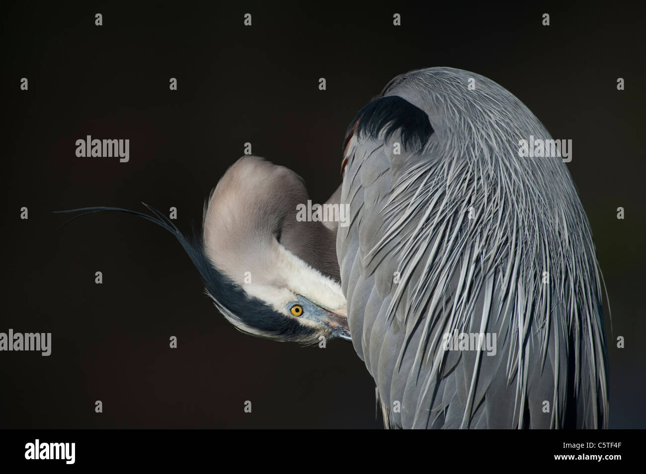 Preening heron hi-res stock photography and images - Alamy