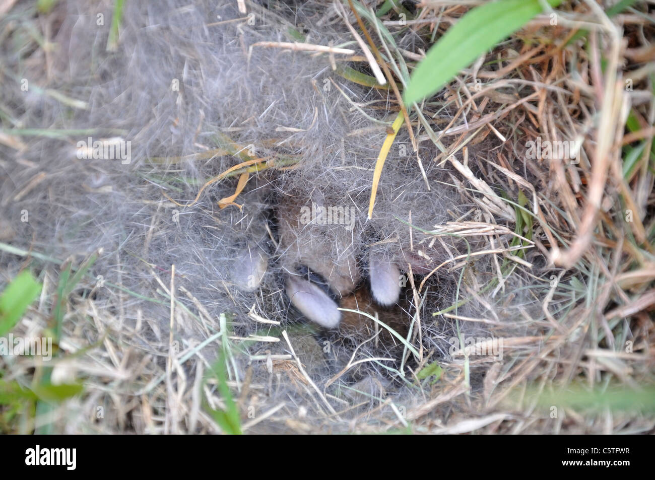 Rabbit nest with little bunnies in it Stock Photo - Alamy
