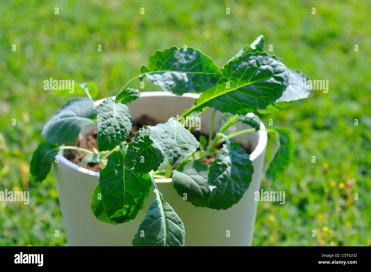Potted kale hi-res stock photography and images - Alamy