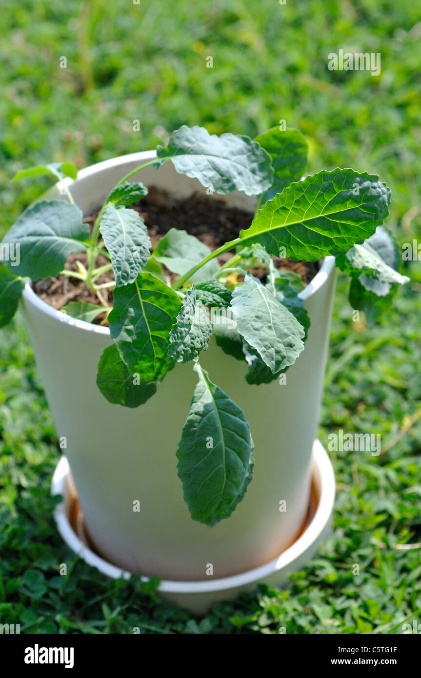 Potted dinosaur kale herb Stock Photo - Alamy