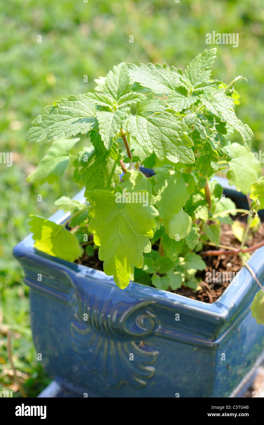 Catnip potted plant hi-res stock photography and images - Alamy