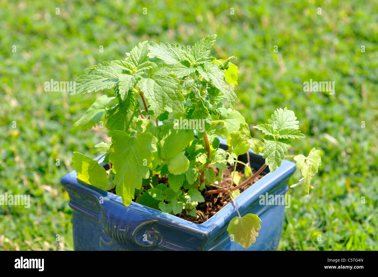 Catnip potted plant hi-res stock photography and images - Alamy