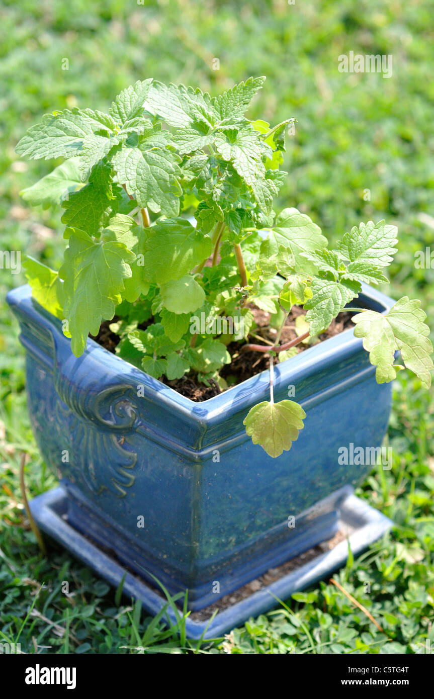 Catnip potted plant hi-res stock photography and images - Alamy