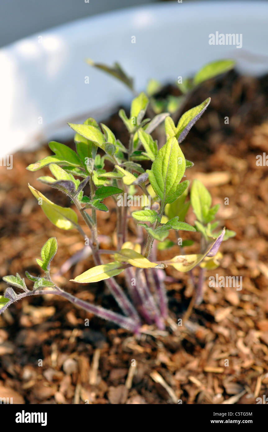 Plant sprouting - tomato Stock Photo - Alamy