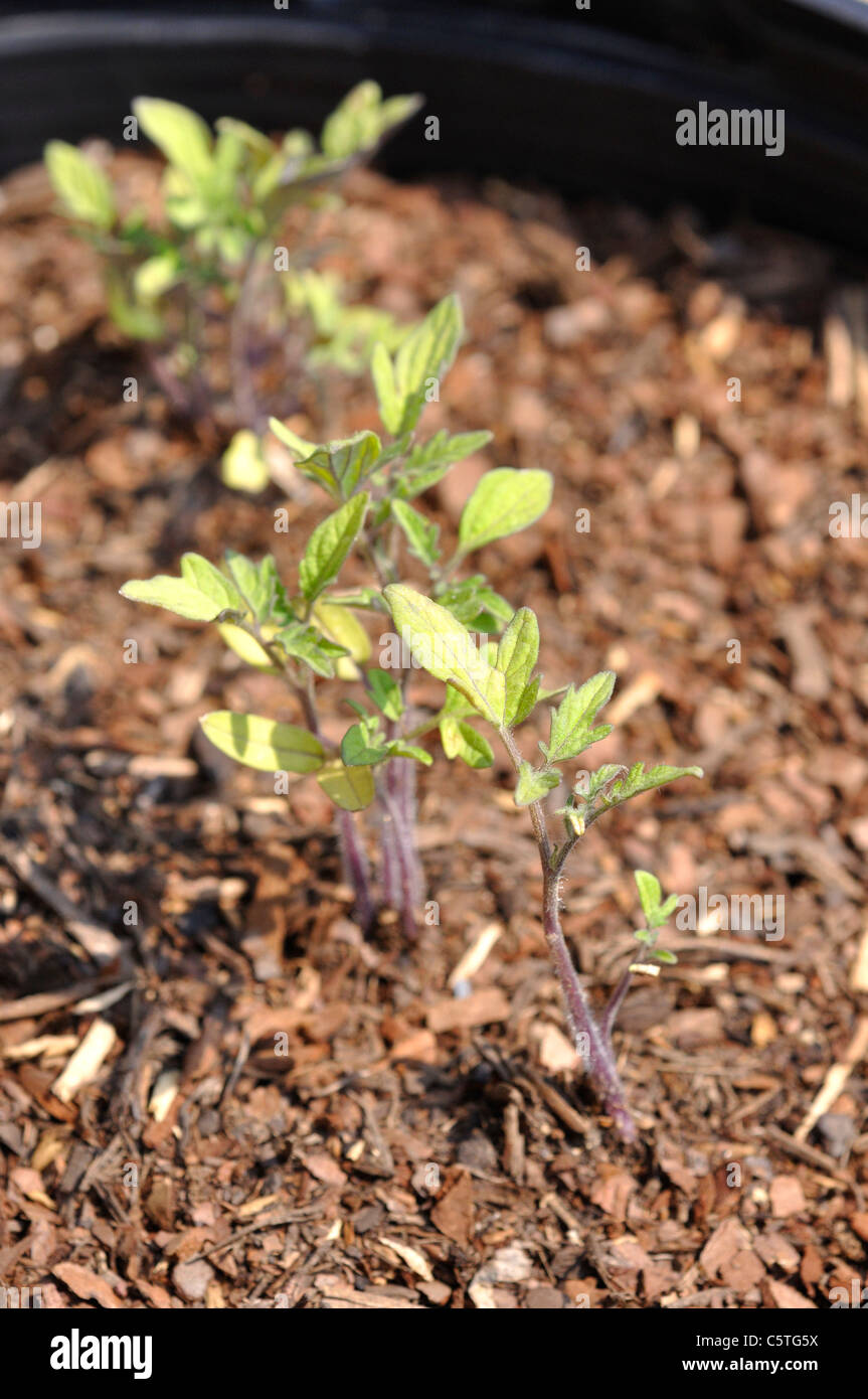 Plant sprouting - tomato Stock Photo - Alamy